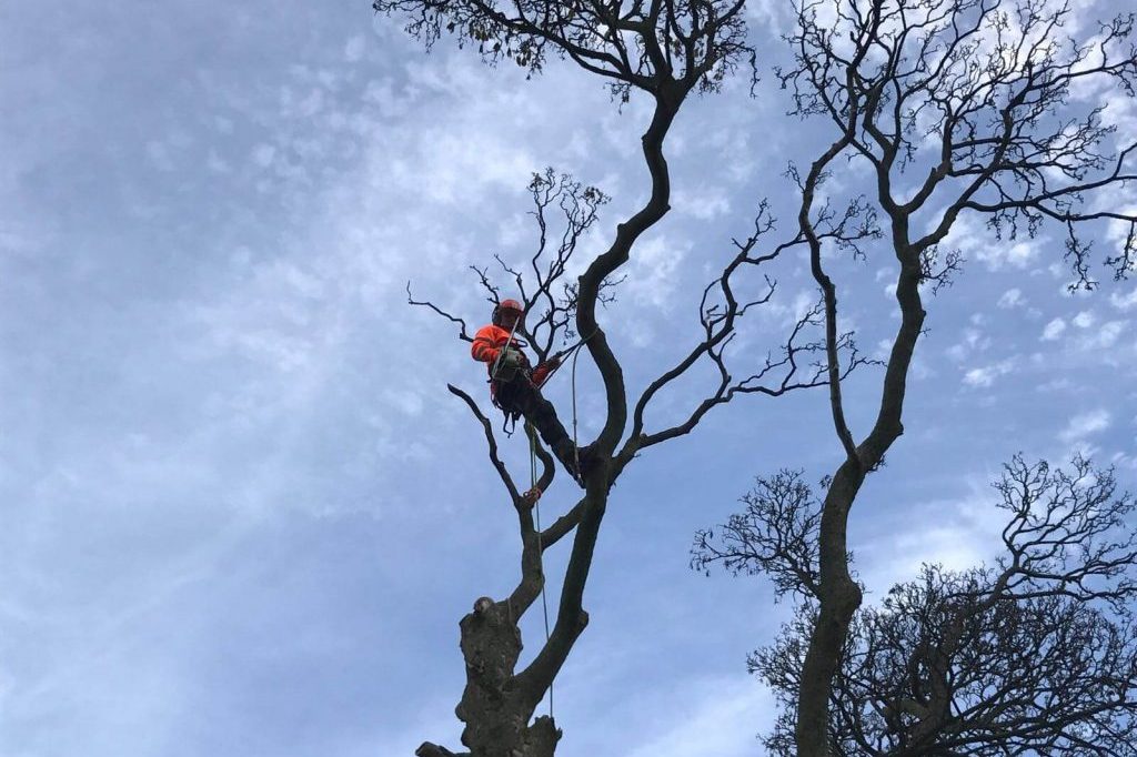 Tree Surgeons Leeds | Highly Skilled | West Yorkshire Tree Services
